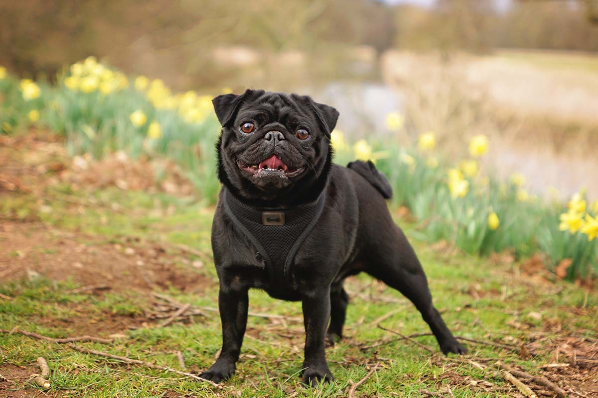 Brachycephalic Obstructive Airway Syndrome (BOAS) | Knox Veterinary Surgery