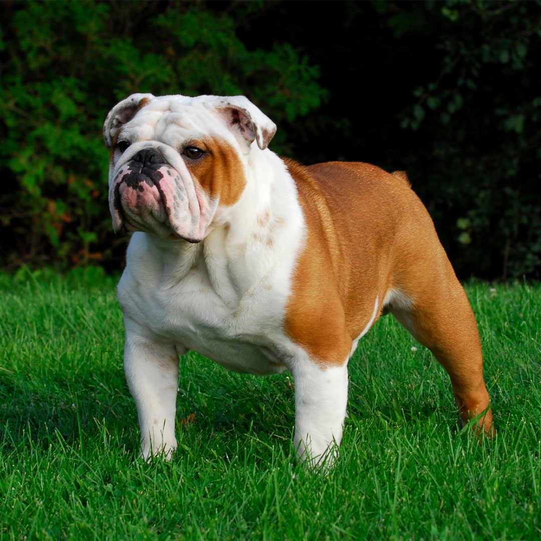 BOAS for Dogs in and Around Knoxville, TN | Knox Veterinary Surgery