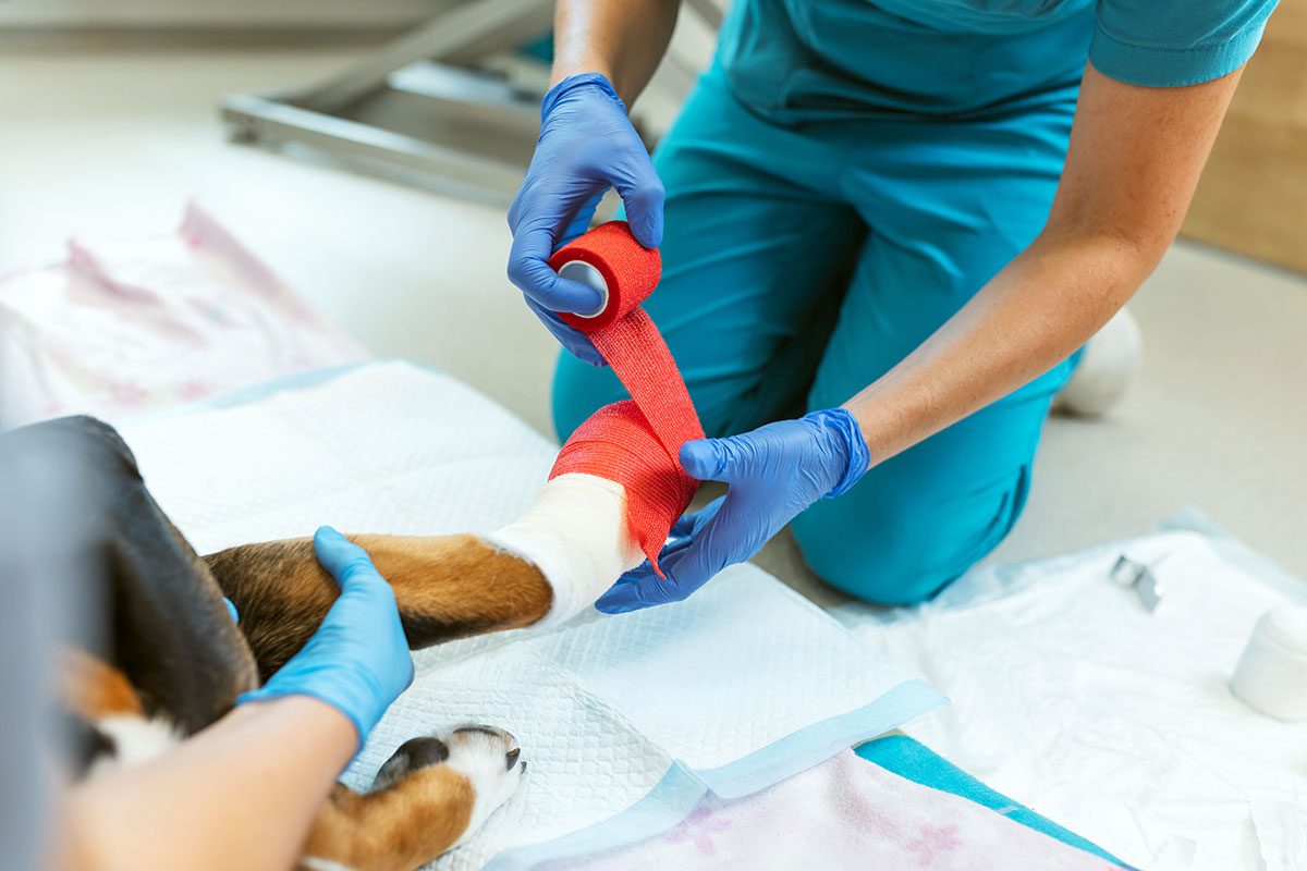 Bone Fractures in Dogs | Knox Veterinary Surgery
