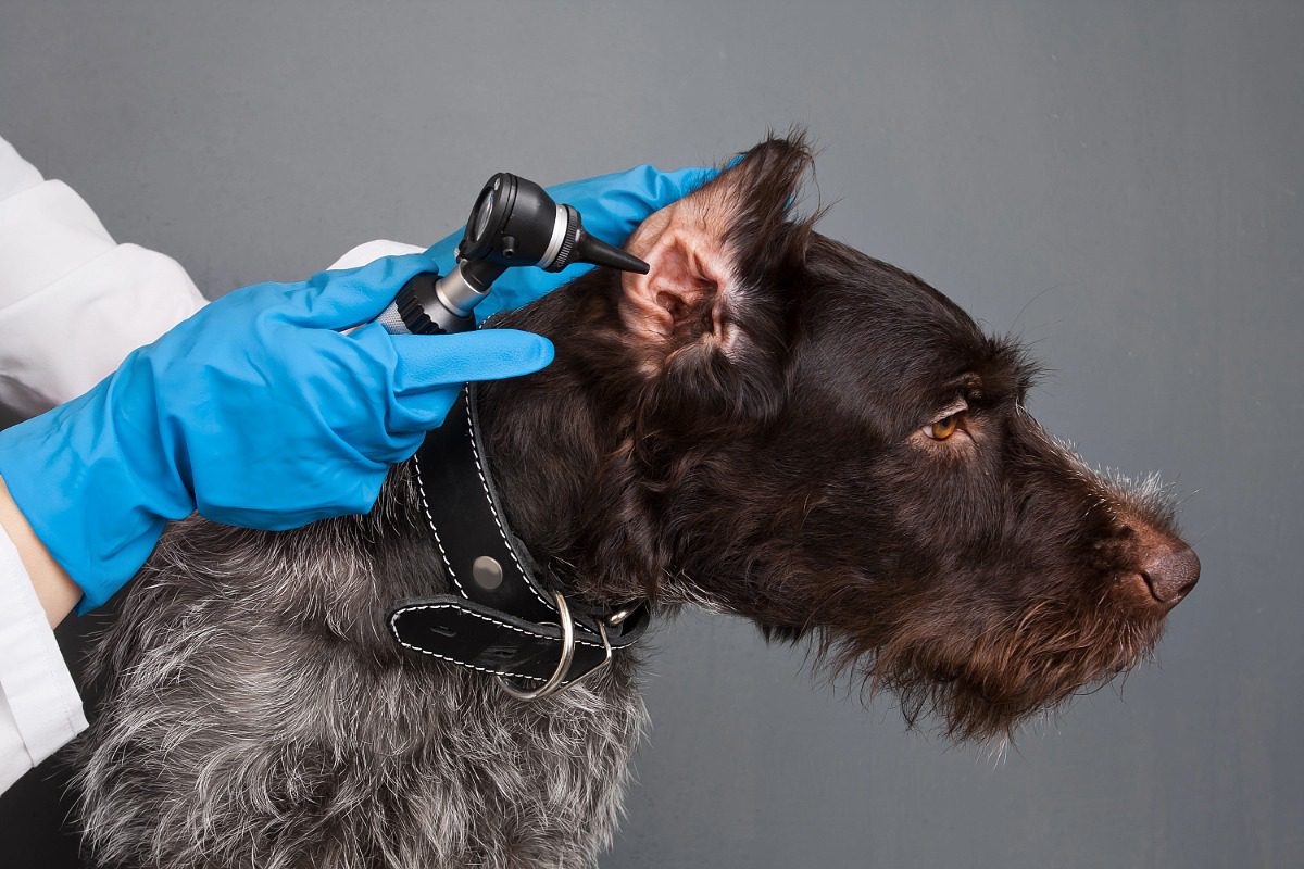 Total Ear Canal Ablation (TECA) | Knox Veterinary Surgery